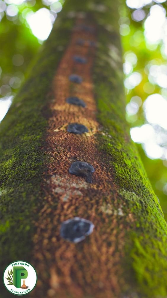 Gourd wind tree - The process of making essential oil - CgVietnam